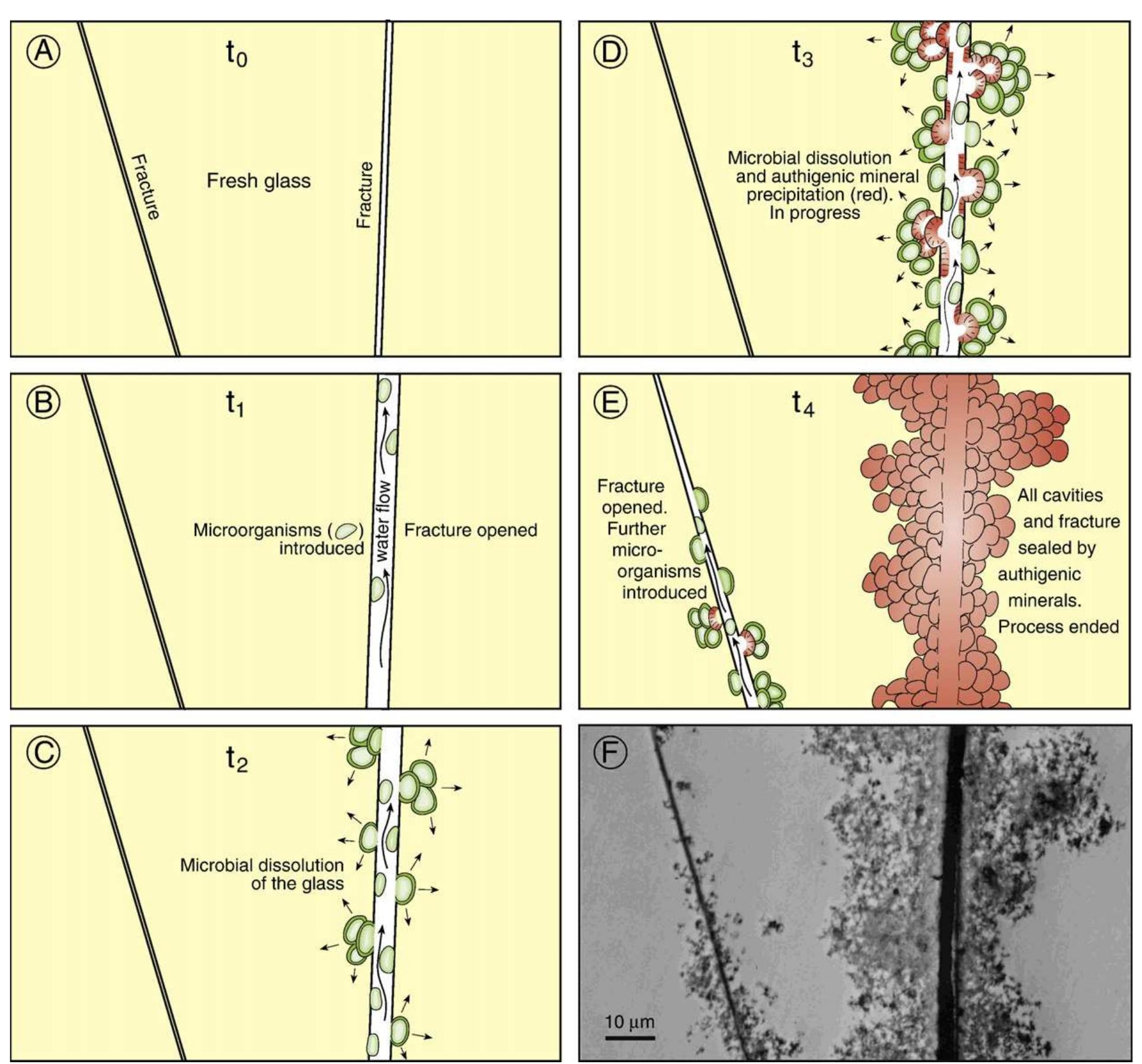 Schematic model for the development of granular glass