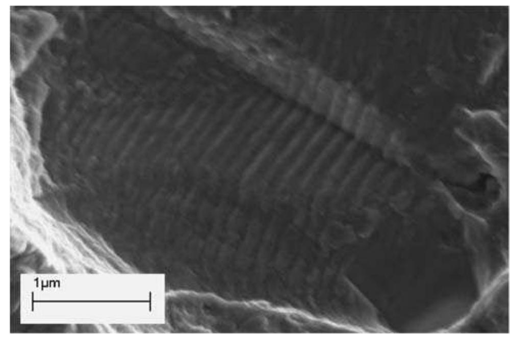 Striations on the fracture surface of a steel metal matrix