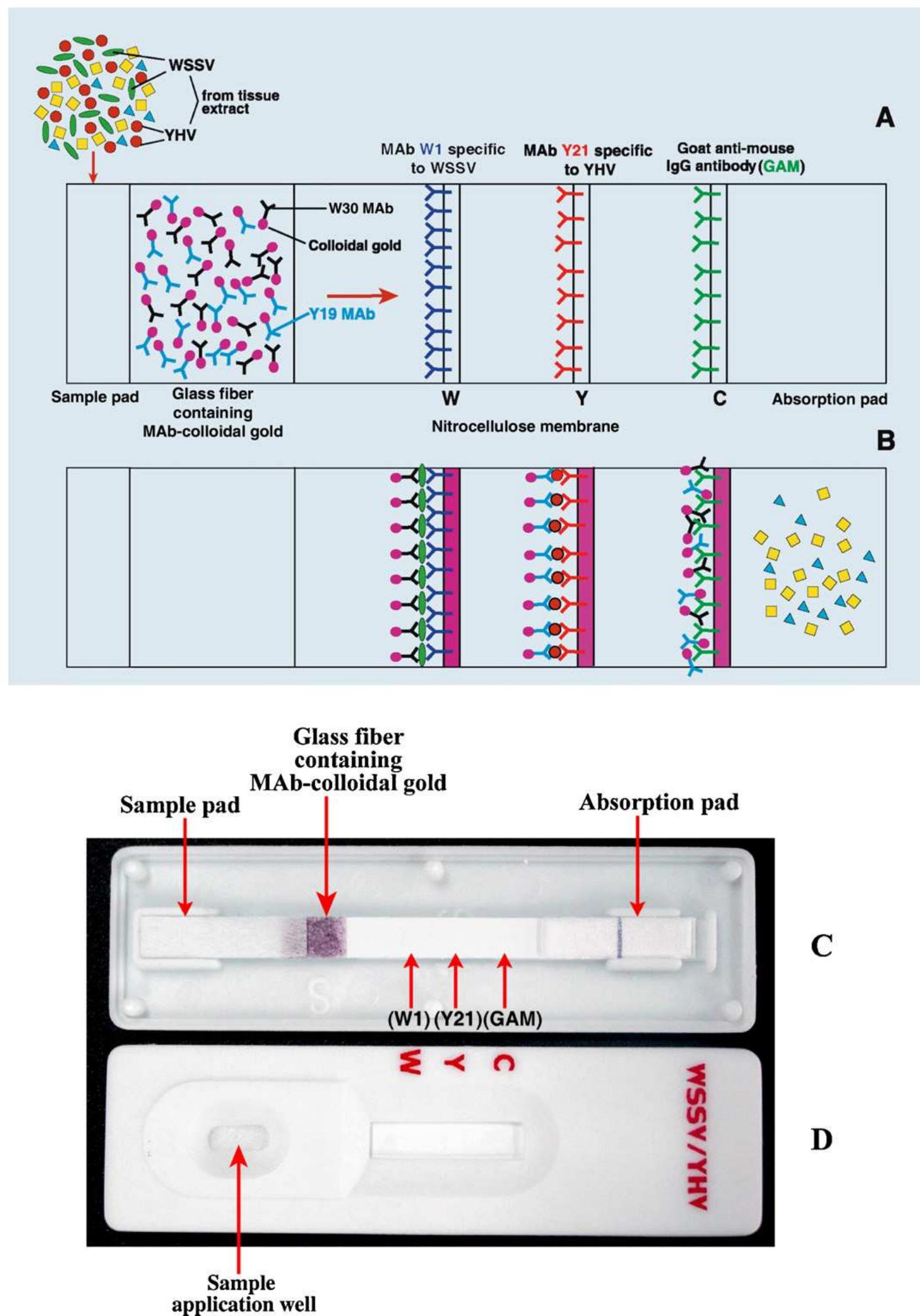 Test strip. (a) position diagram showing the locations of