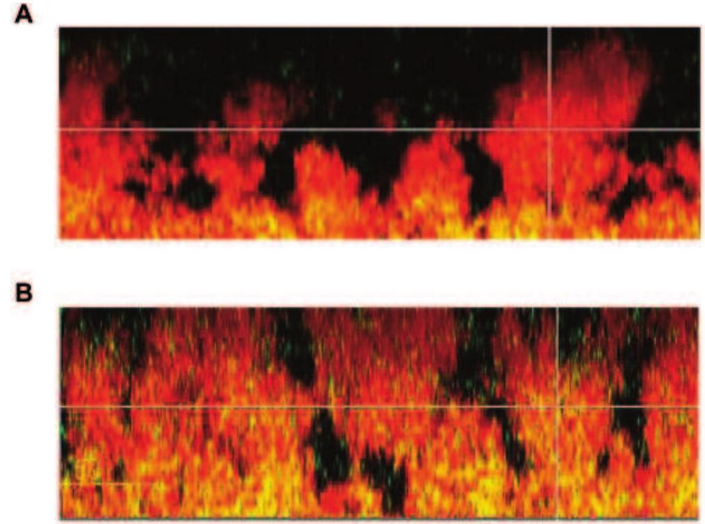 Vertical sections showing spatial structures of 6-day-old p.
