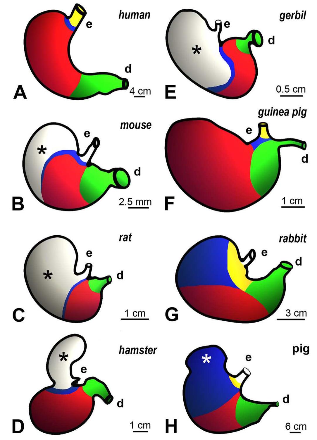 Schematic drawings illustrating the comparative anatomy of