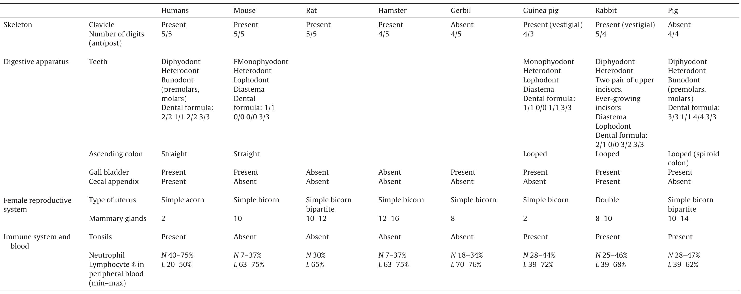 General anatomical features of rodents (mouse, rat, hamster,