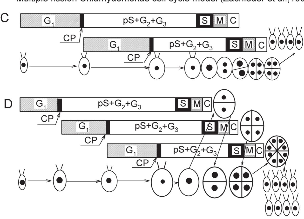 Different types of cell-cycle phases of the classical