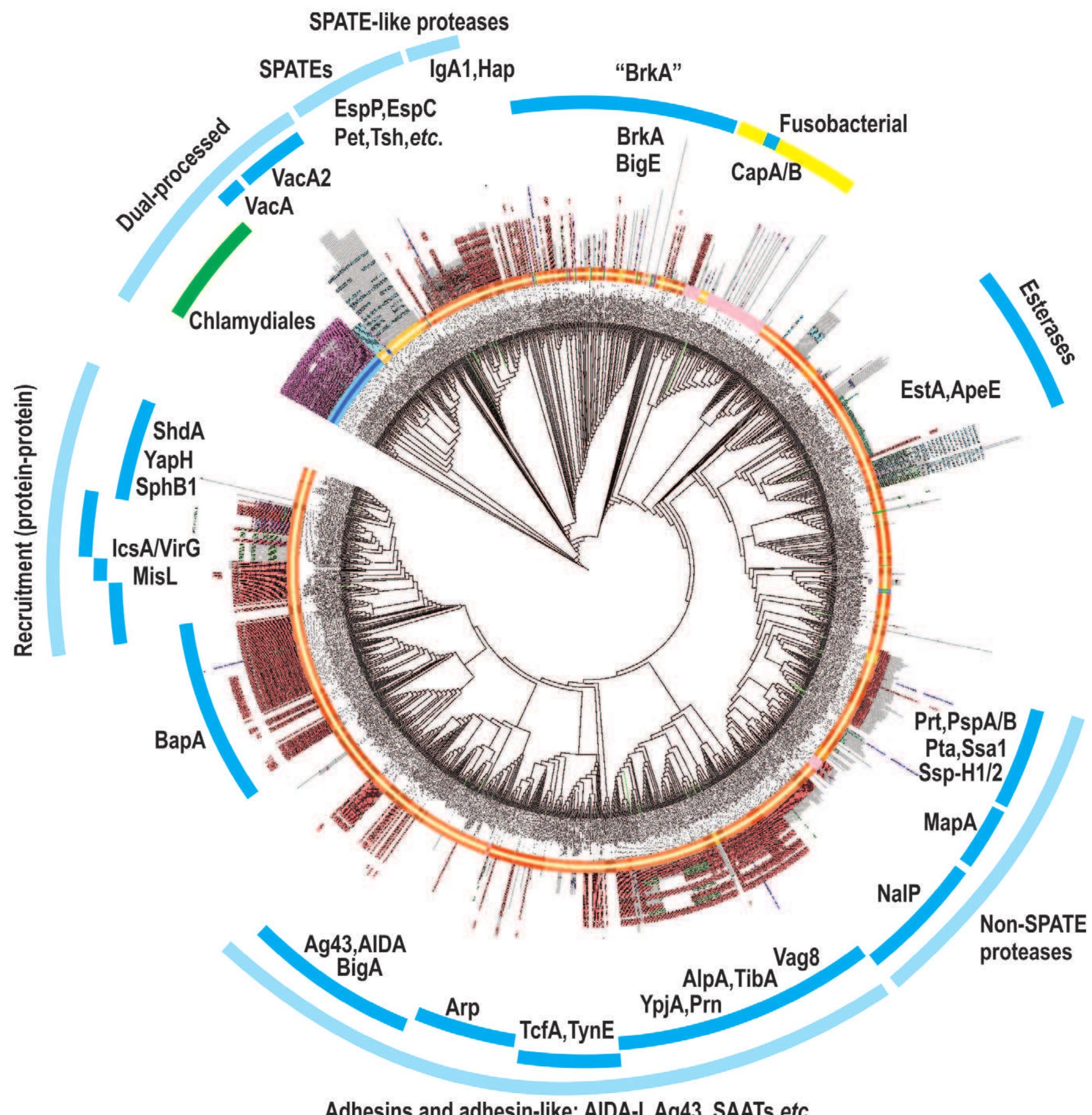 Phylogenetic analysis identifies major families of