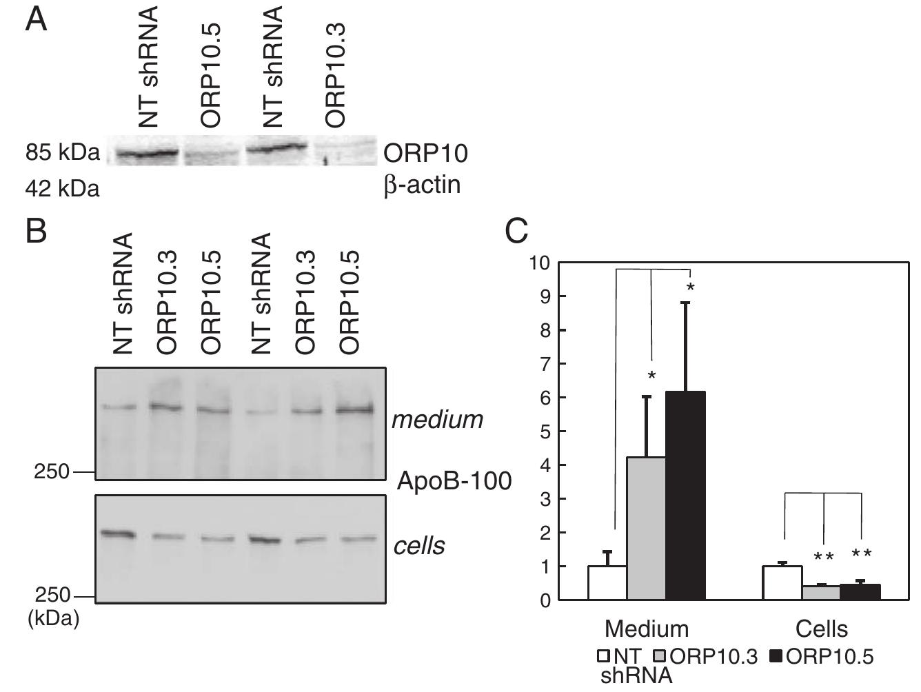 Silencing of orp10 in huh7 cells: western blot analysis of