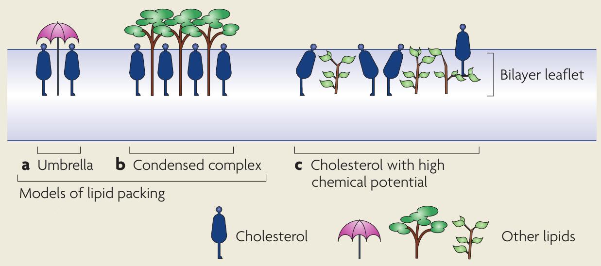 The backbone of cholesterol consists of a rigid, fused