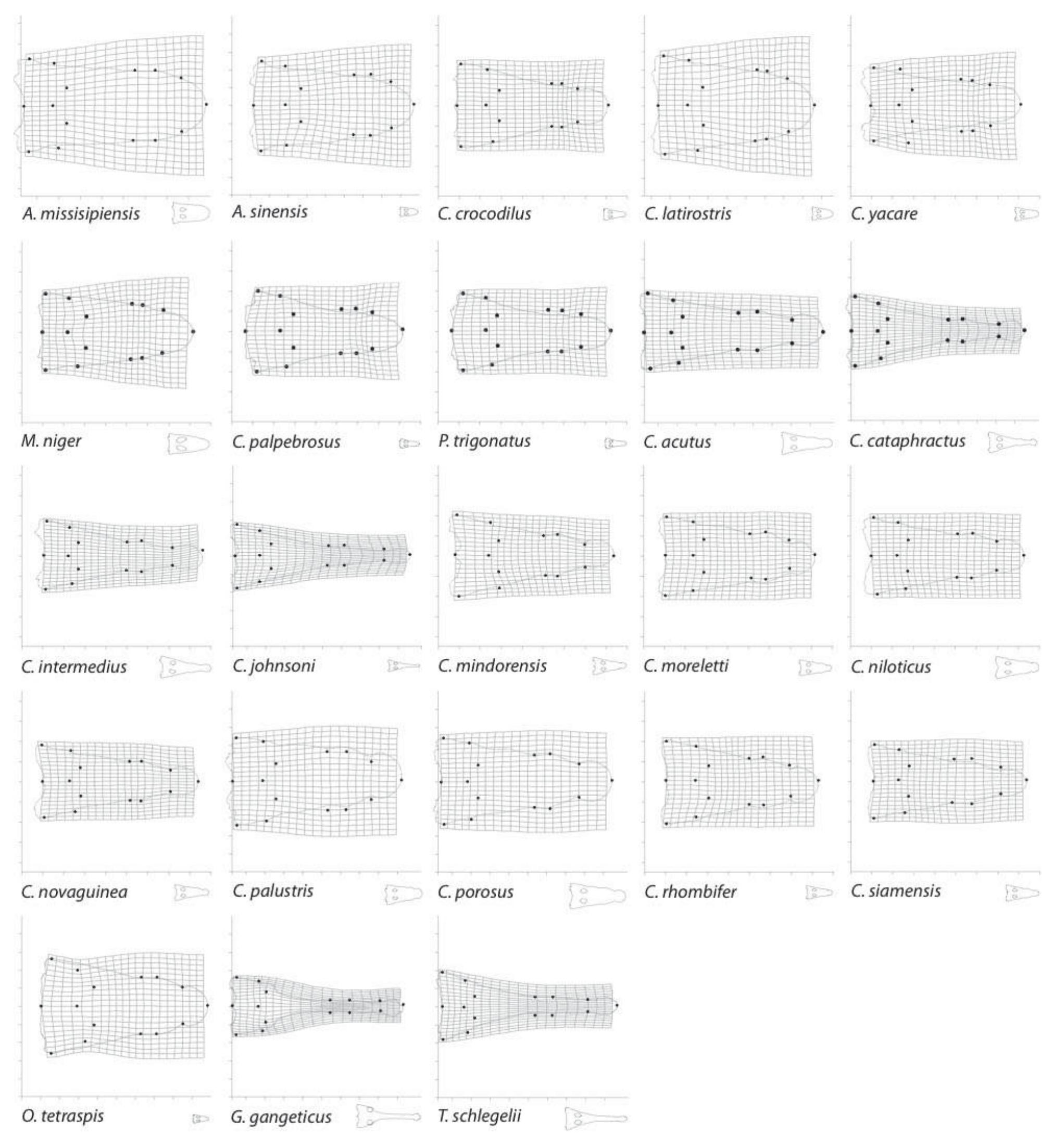 Thin-plate spline warp graphs for all 23 crocodile species,