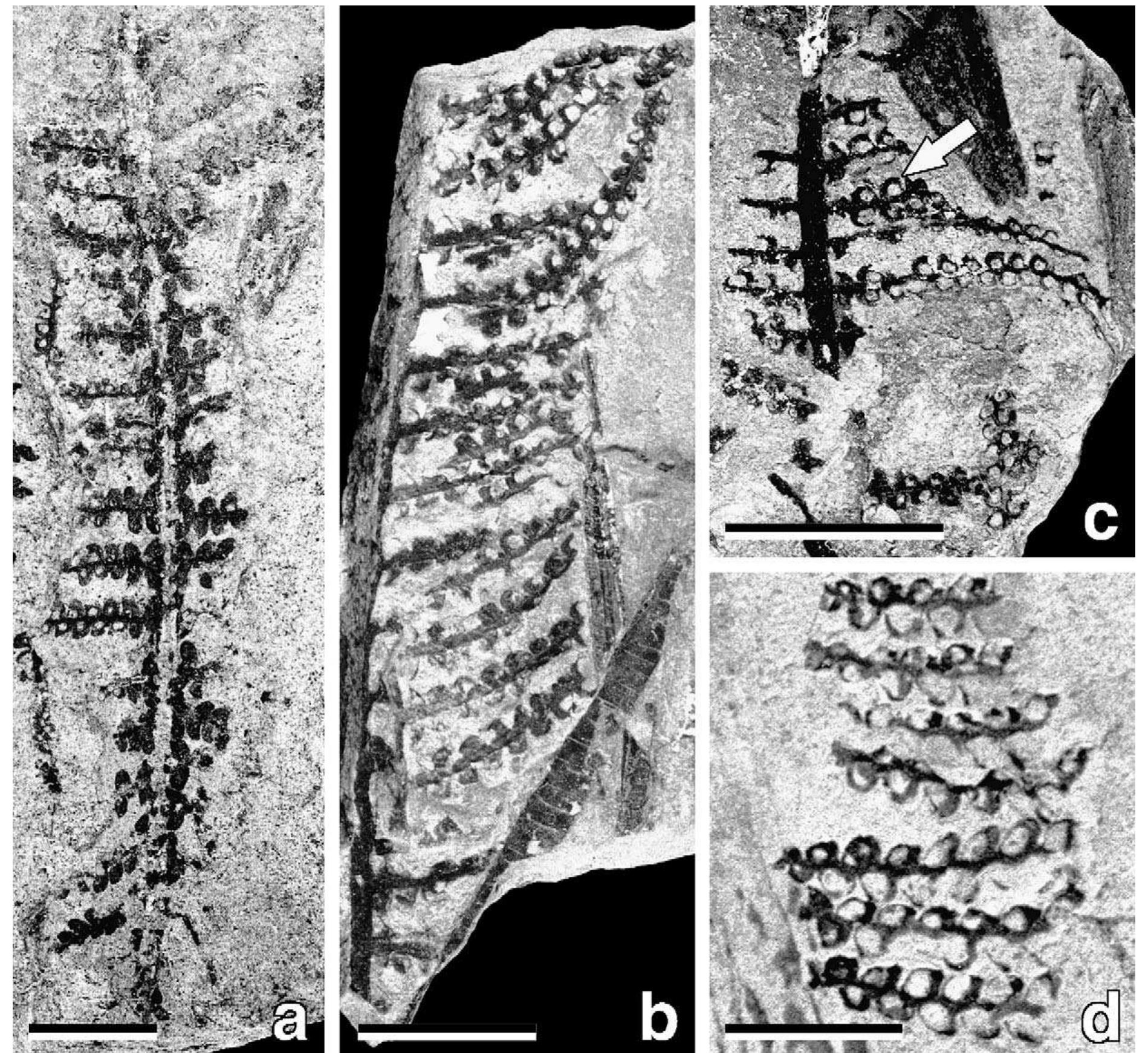 Gross morphology of gleicheniaceaephyllum acutum fertile