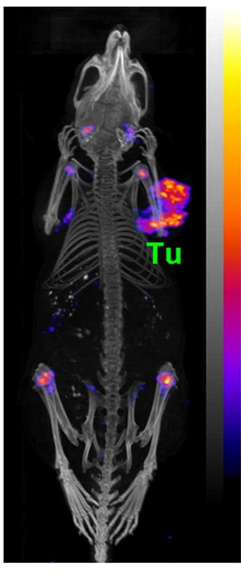 In vivo spect/ct image of a mouse (m5) bearing a