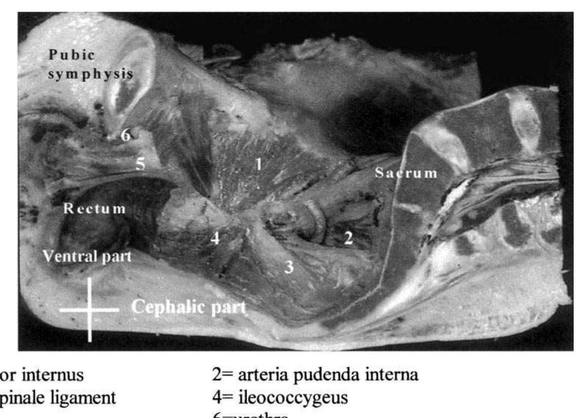 (PDF) Anatomic study of arcus tendineus fasciae pelvis