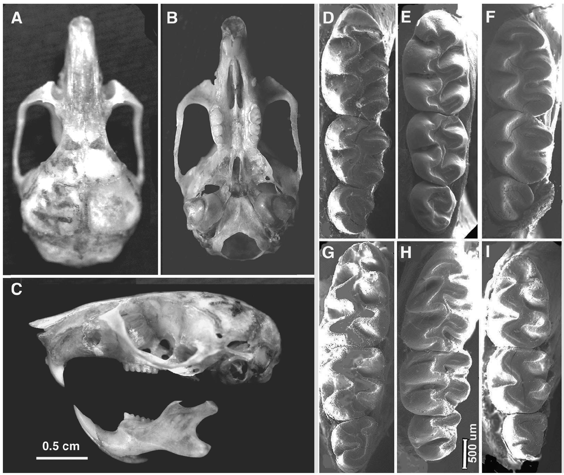 Eligmodontia dunaris mnhn 1546 (holotype): dorsal (a),