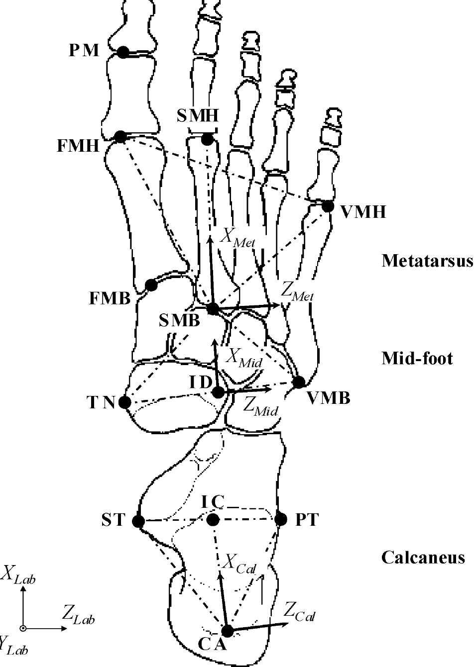 Diagram of the foot with relevant assumed rigid segments,