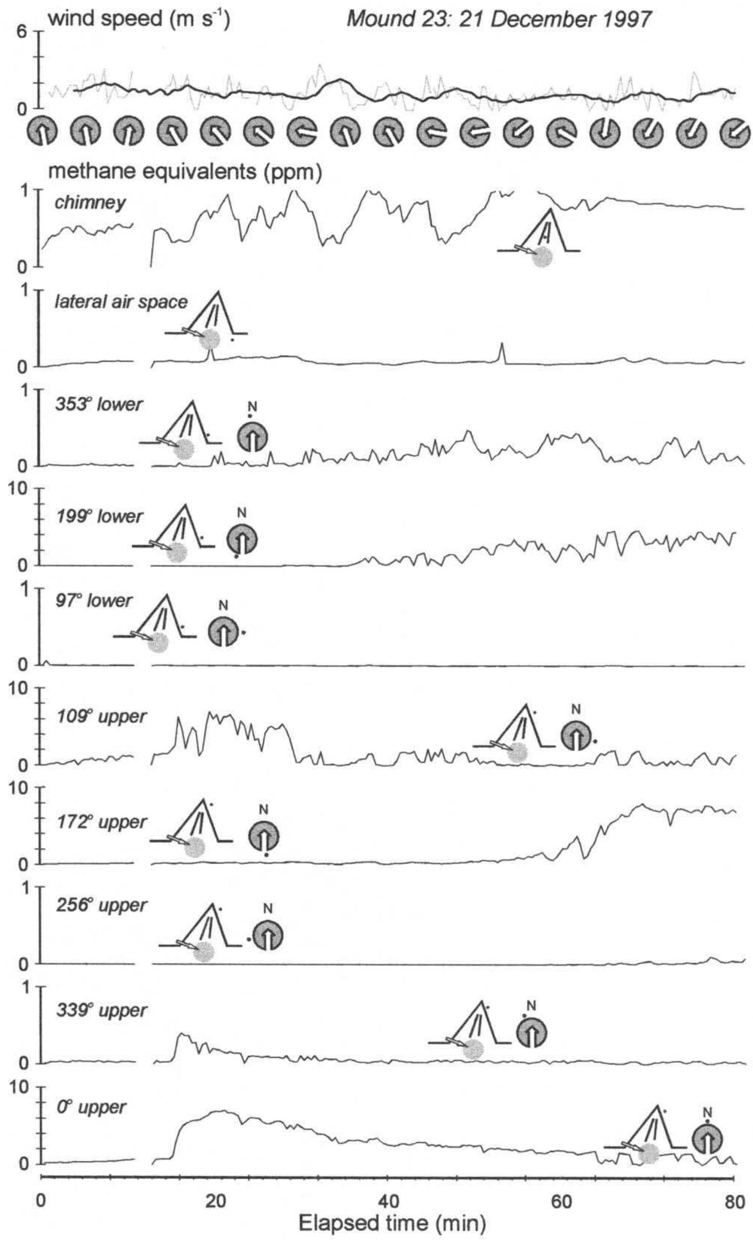 Figure 19 - On the mound of Macrotermes michaelseni as an