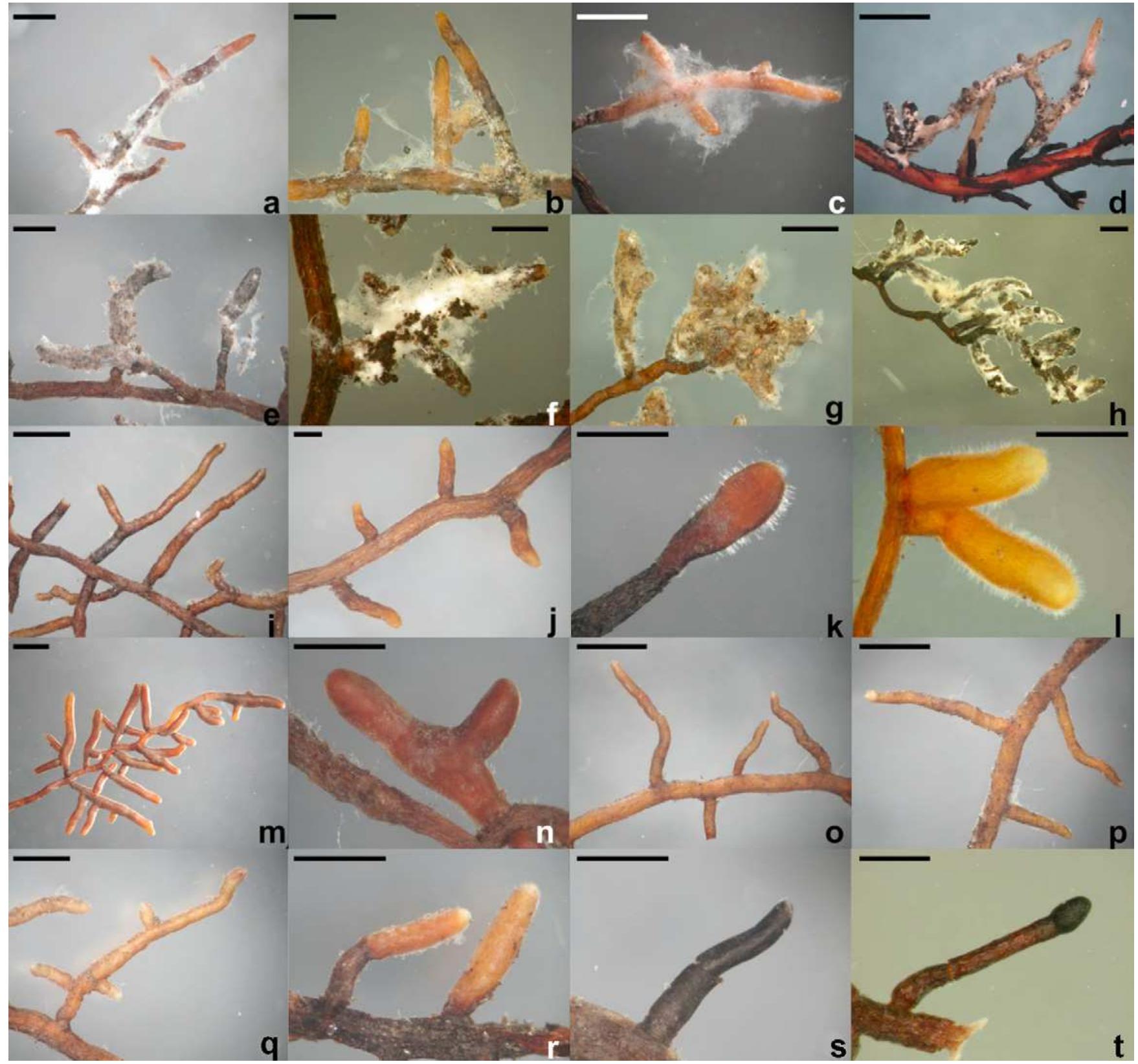 Plan views of mycorrhizas observed on european larch