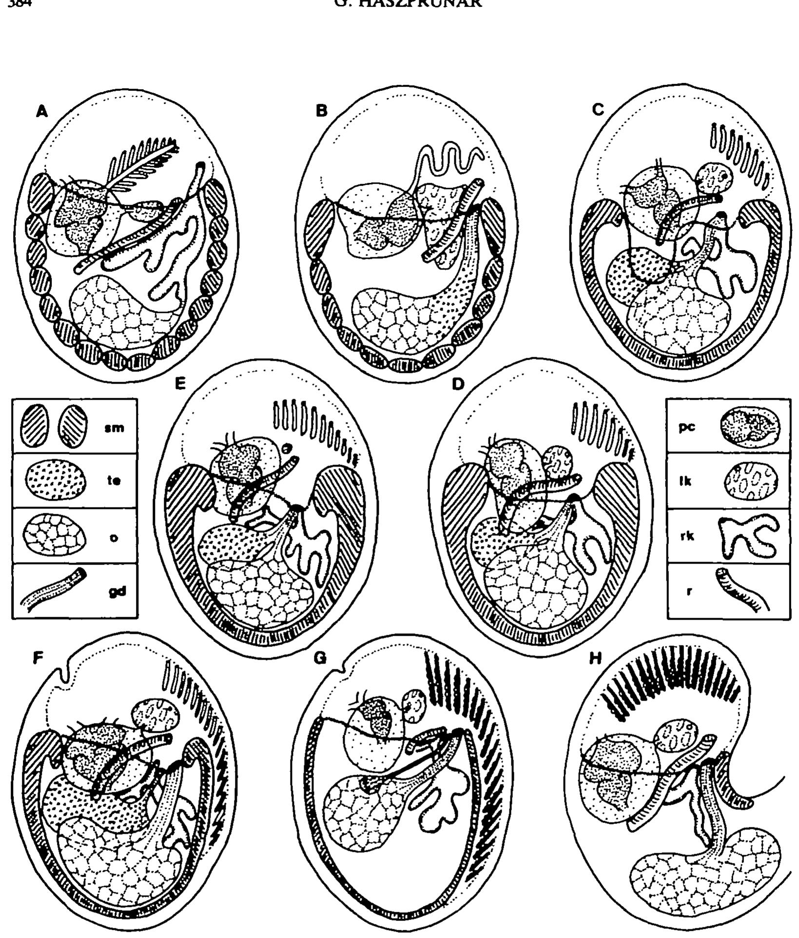 (PDF) ON THE ORIGIN AND EVOLUTION OF MAJOR GASTROPOD GROUPS, WITH ...