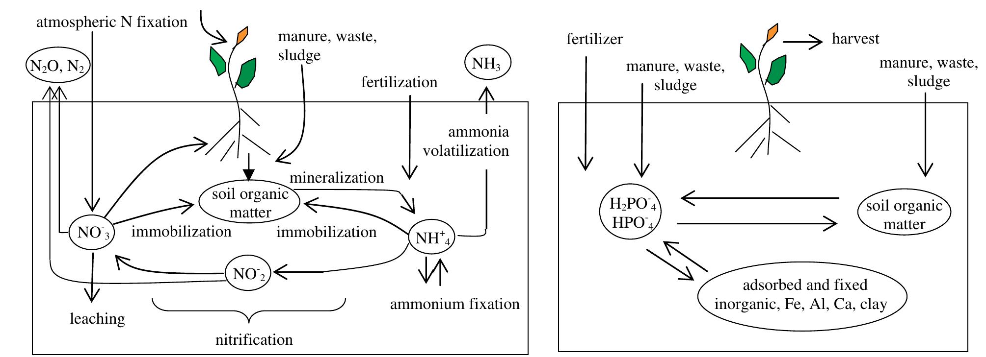 Symbiotic fixation figure 3 schematic representations of