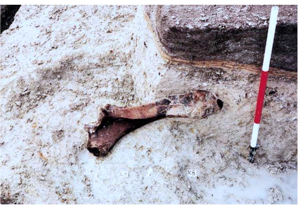 Mammoth ulna in situ beneath organic mud in lower chan- nel.