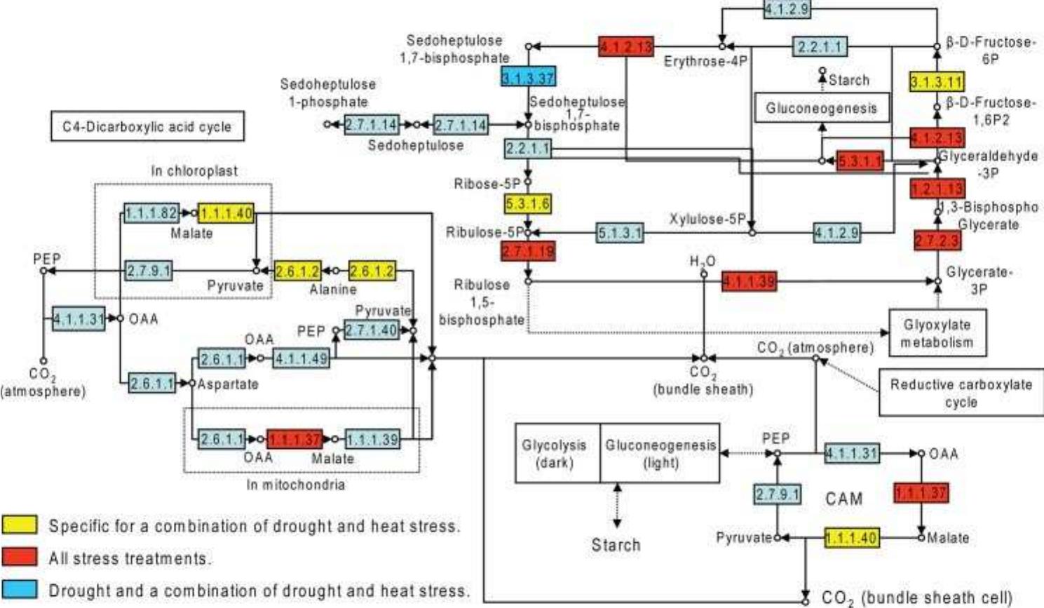 Carbon fixation pathways in plants subjected to drought,