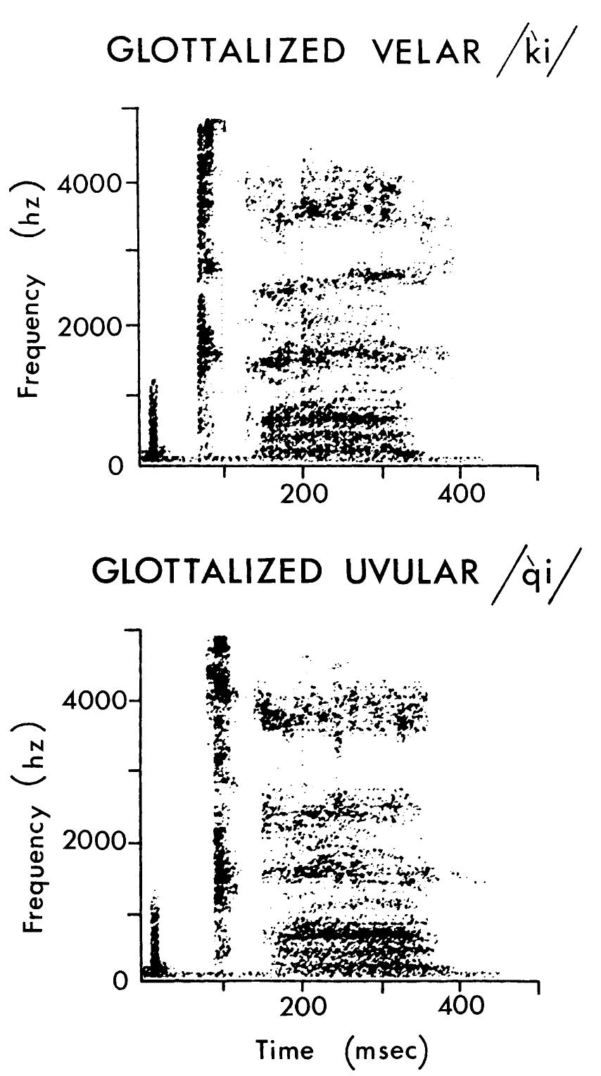 Spectograms of typical exemplars of the thompson glottalized
