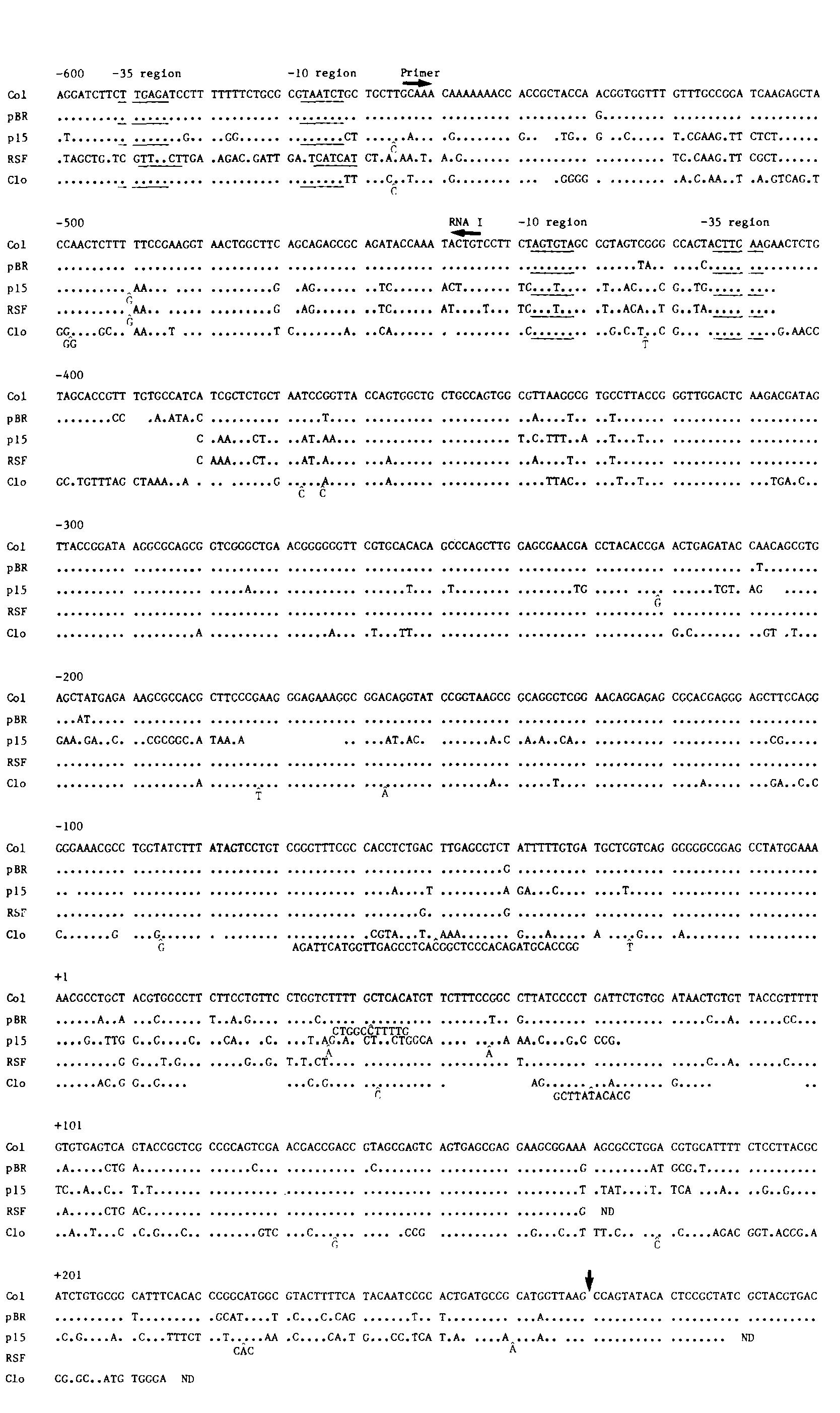 Figure 4 - from The origin of replication of plasmid p15A