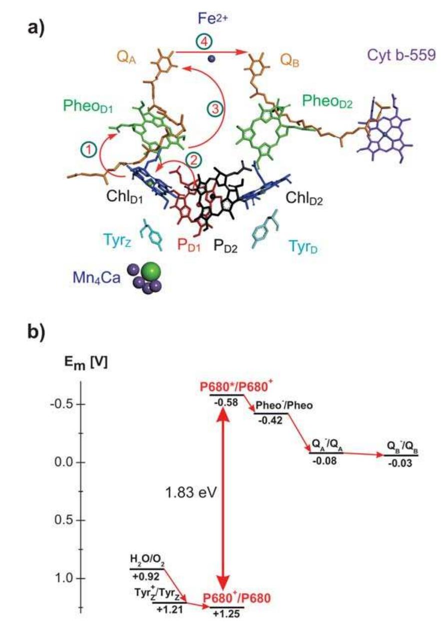 A) cofactor arrangement of the et chain of ps2 showing the