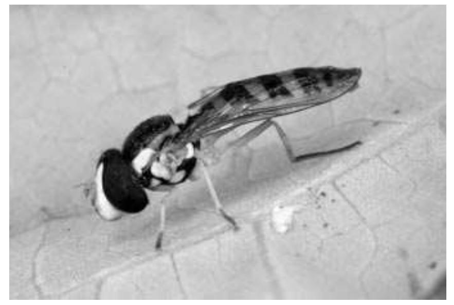 Figure 1 - from Employing Chemical Ecology to Understand and