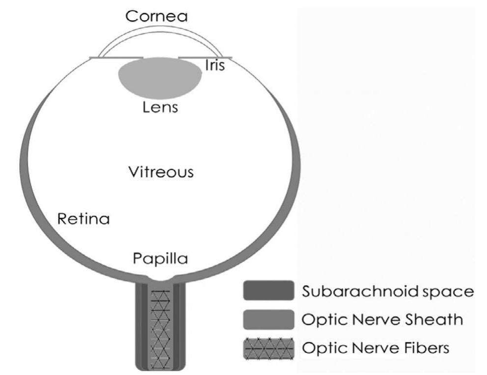 Schematic drawing of anterior and posterior pole of the eye.
