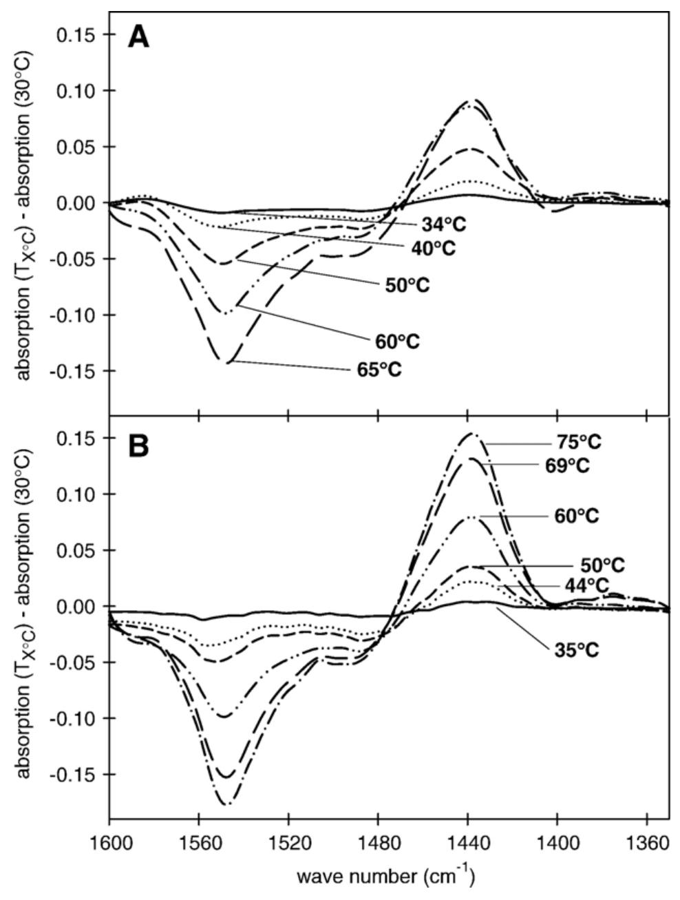 Difference ft-ir spectra of amide ii and amide ii’ region