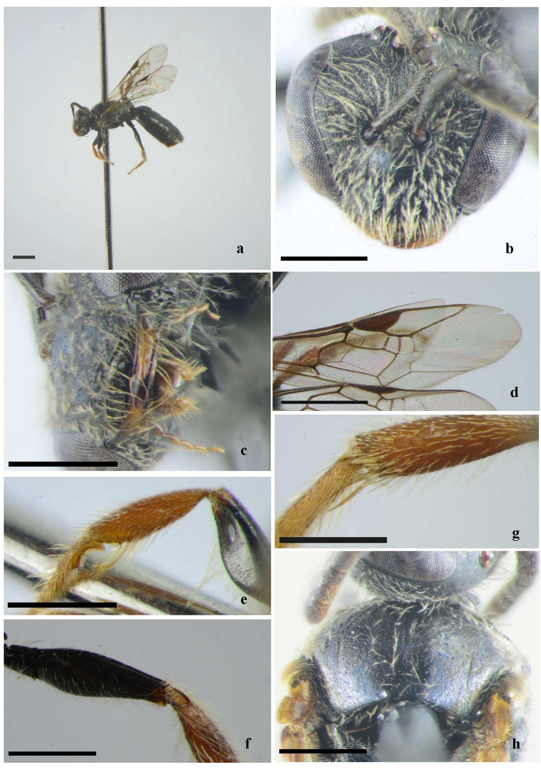 Figure 3 - from First record of the bee genus Homalictus