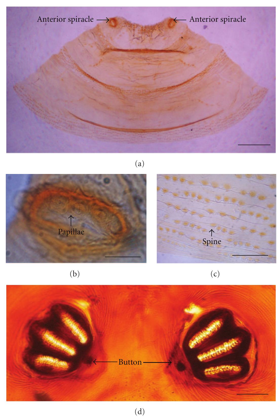 Ficure 4: puparium of hemipyrellia ligurriens after treating