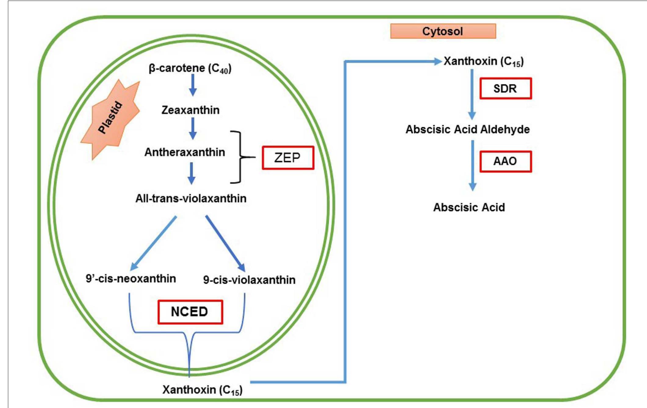 | schematic representation of biosynthesis of aba in plants.