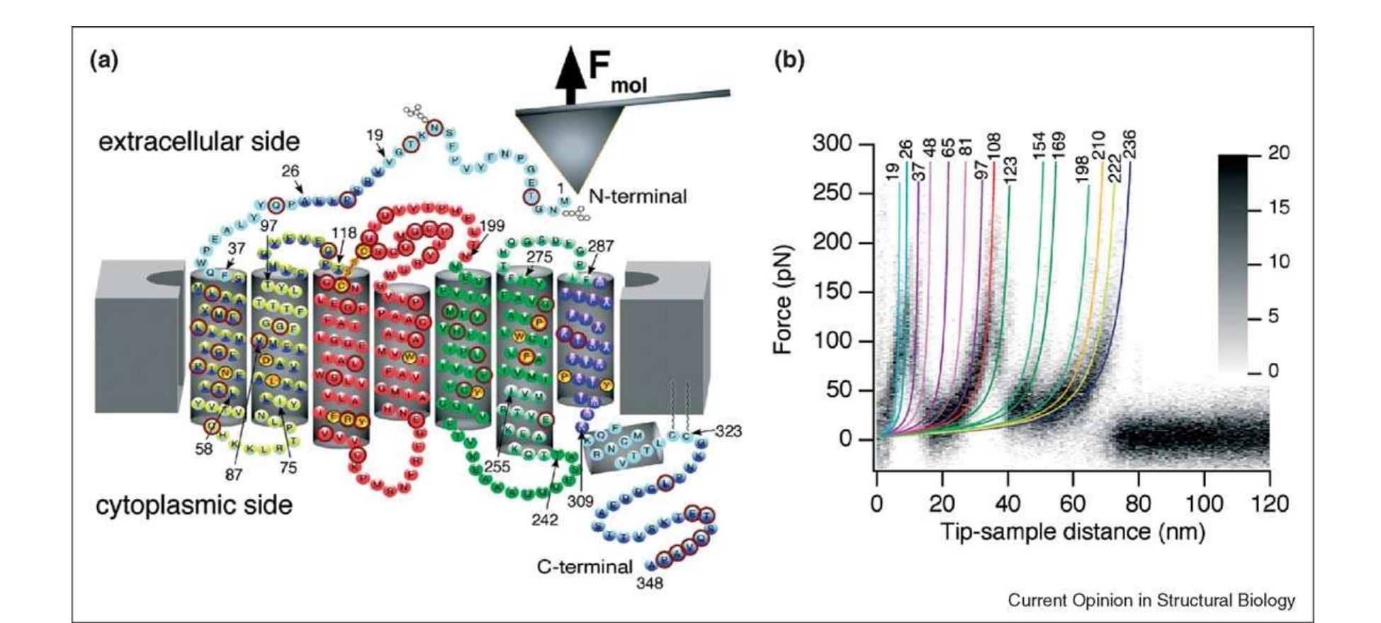 Secondary structure of wild-type rho mapped with molecular