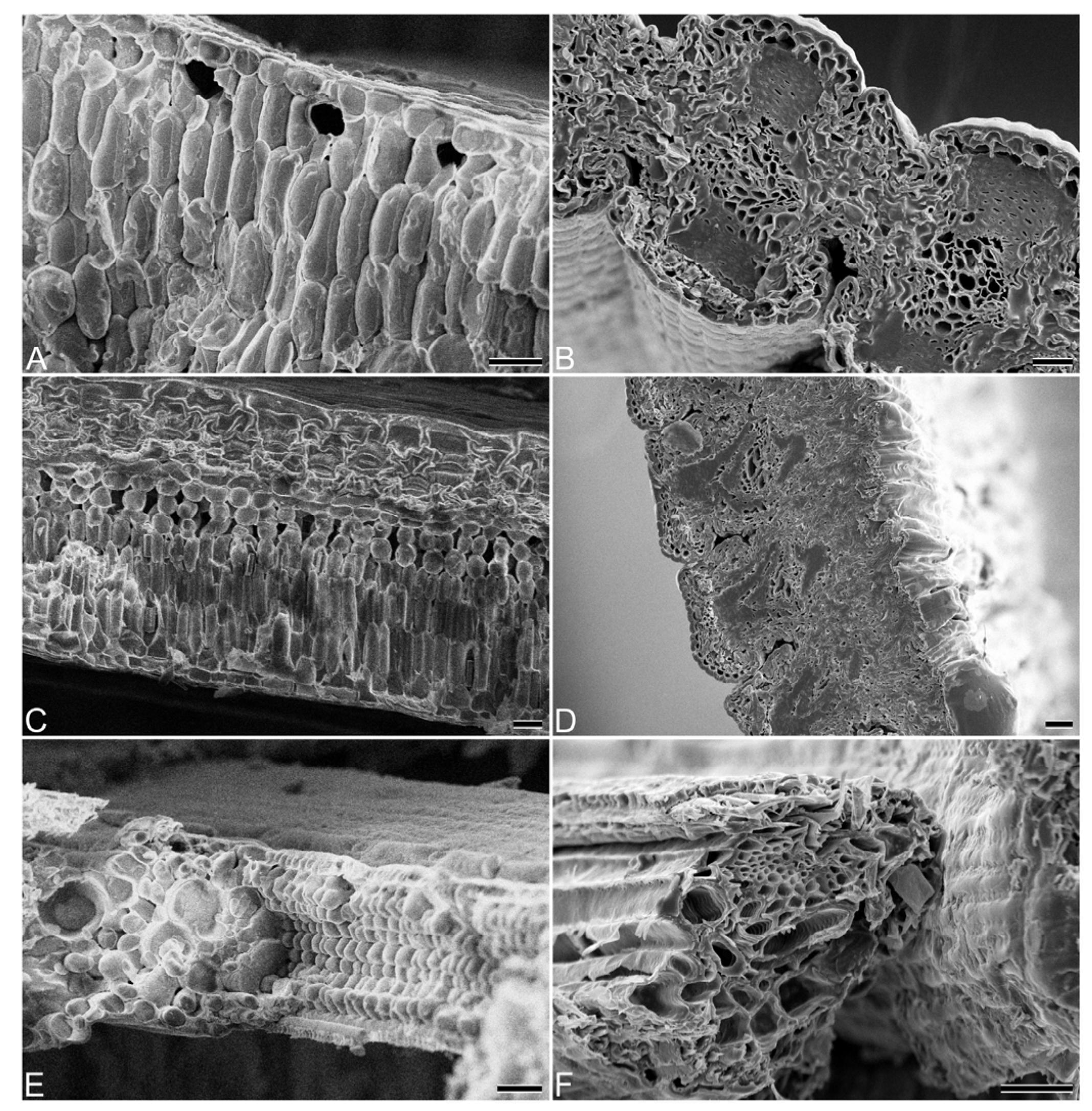 Scanning electron microscopical images of hydrated (a, c, e)