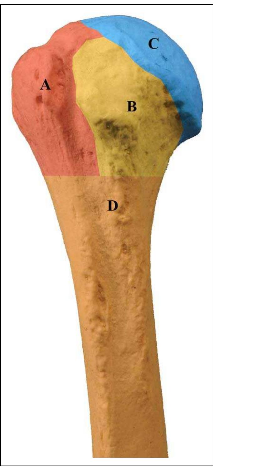 The 4 parts of the proximal humerus as described by codman™: