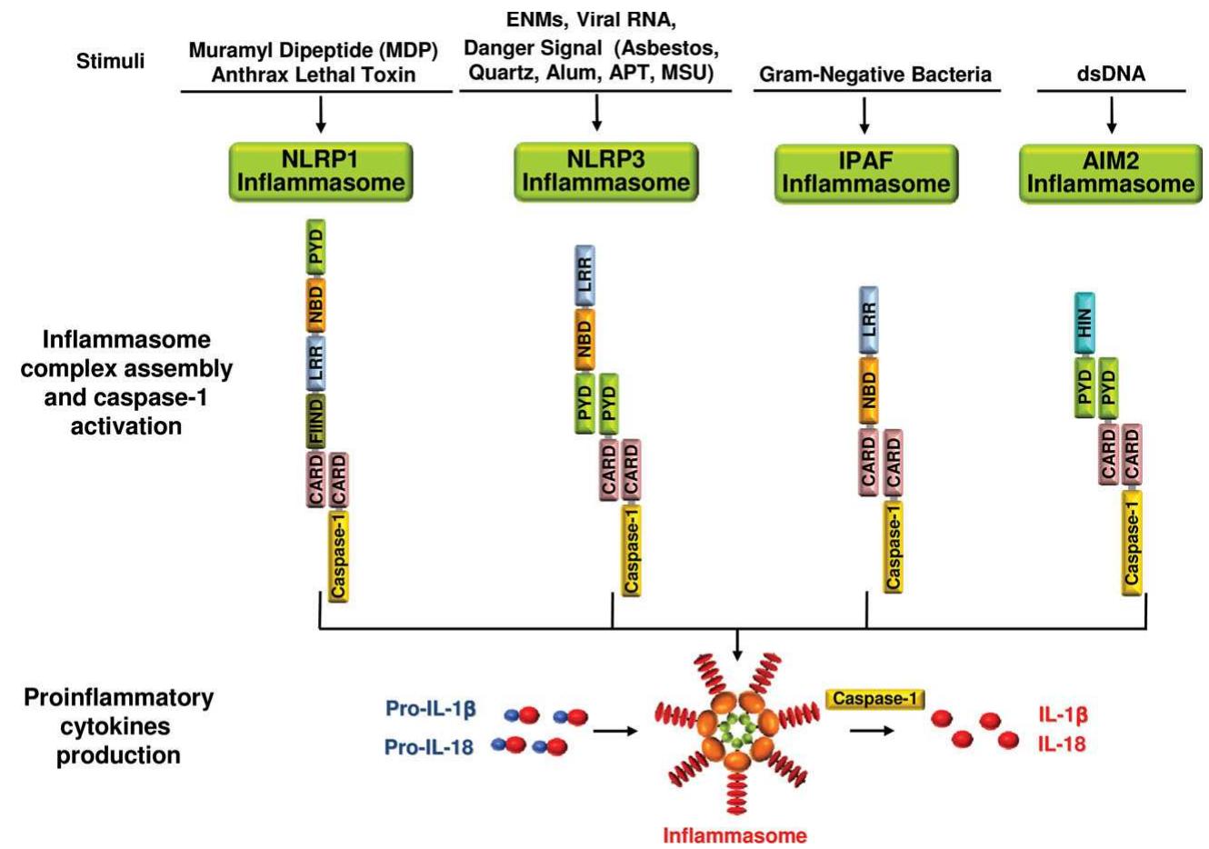 Inflammasomes and inflammasome activation. four