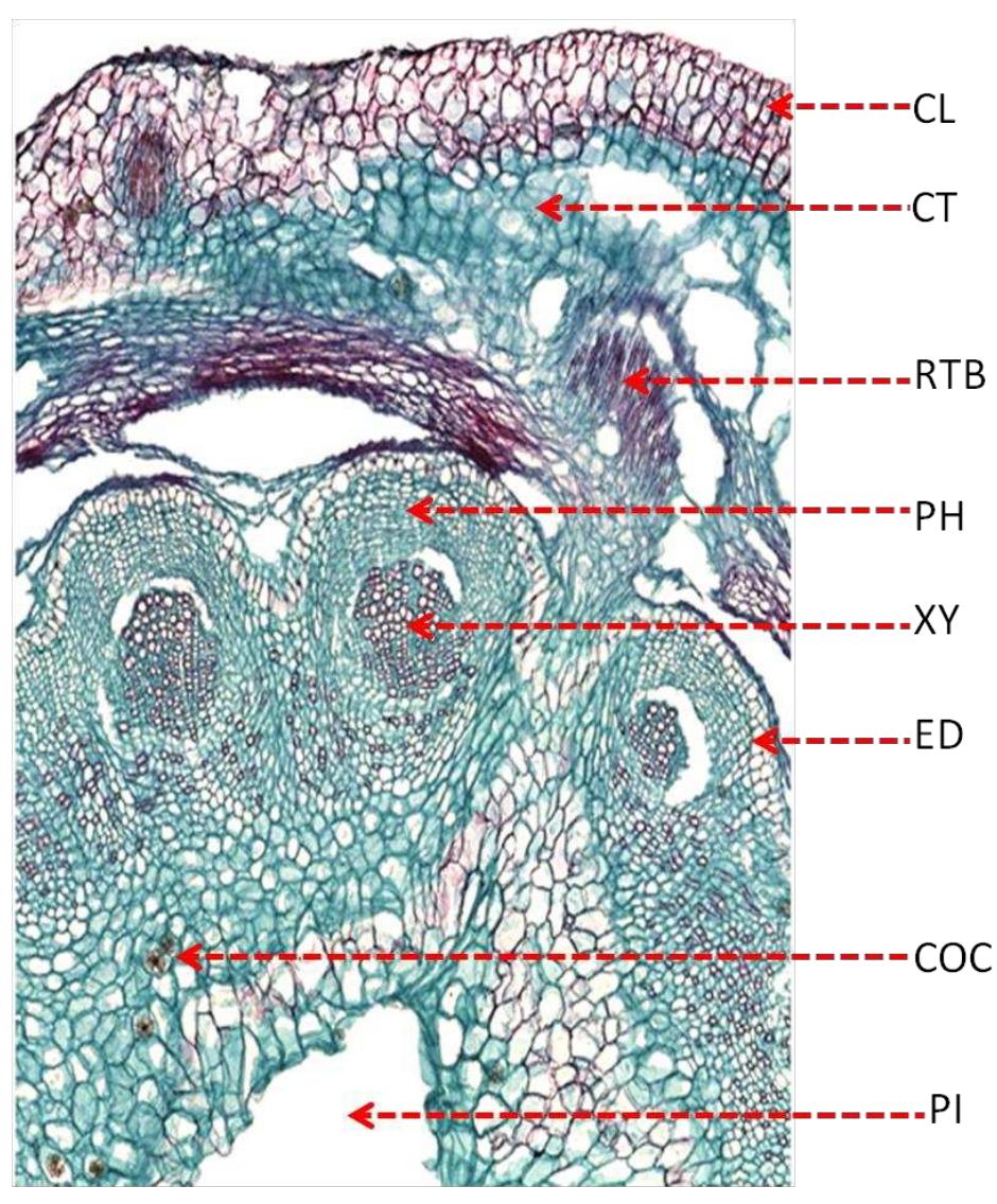 Rhizome transverse section of v. tianschanica maxim. cork