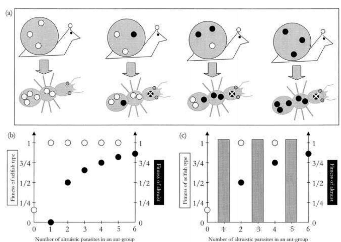 (a) a simplified schematic showing the life cycle of the