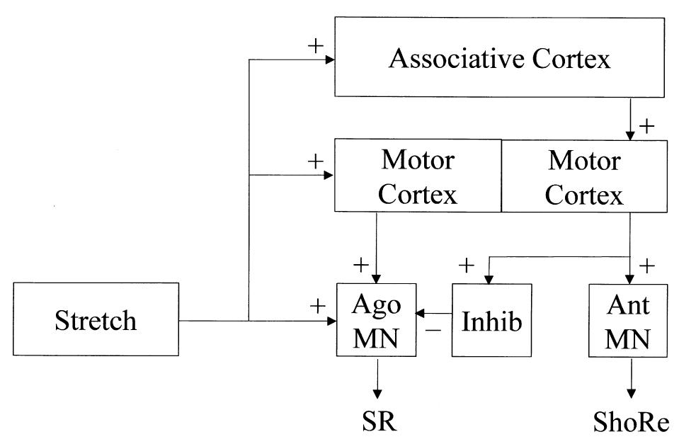 This simple diagram illustrates the hypothesis of a