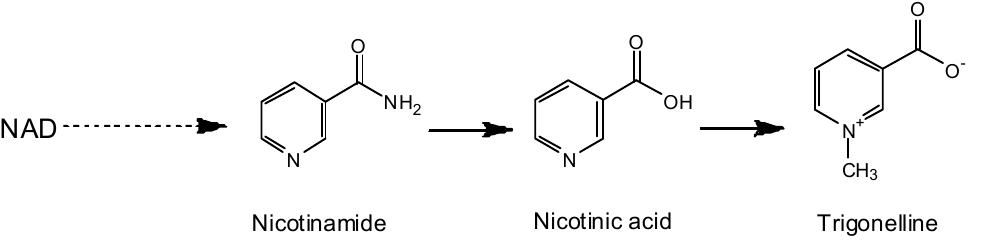 Chemical structure of trigonelline, and its biosynthetic