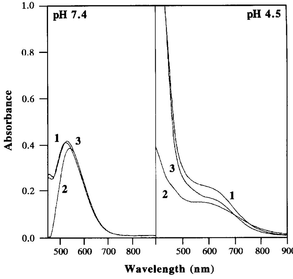 Electronic absorption spectra of iron complexes of
