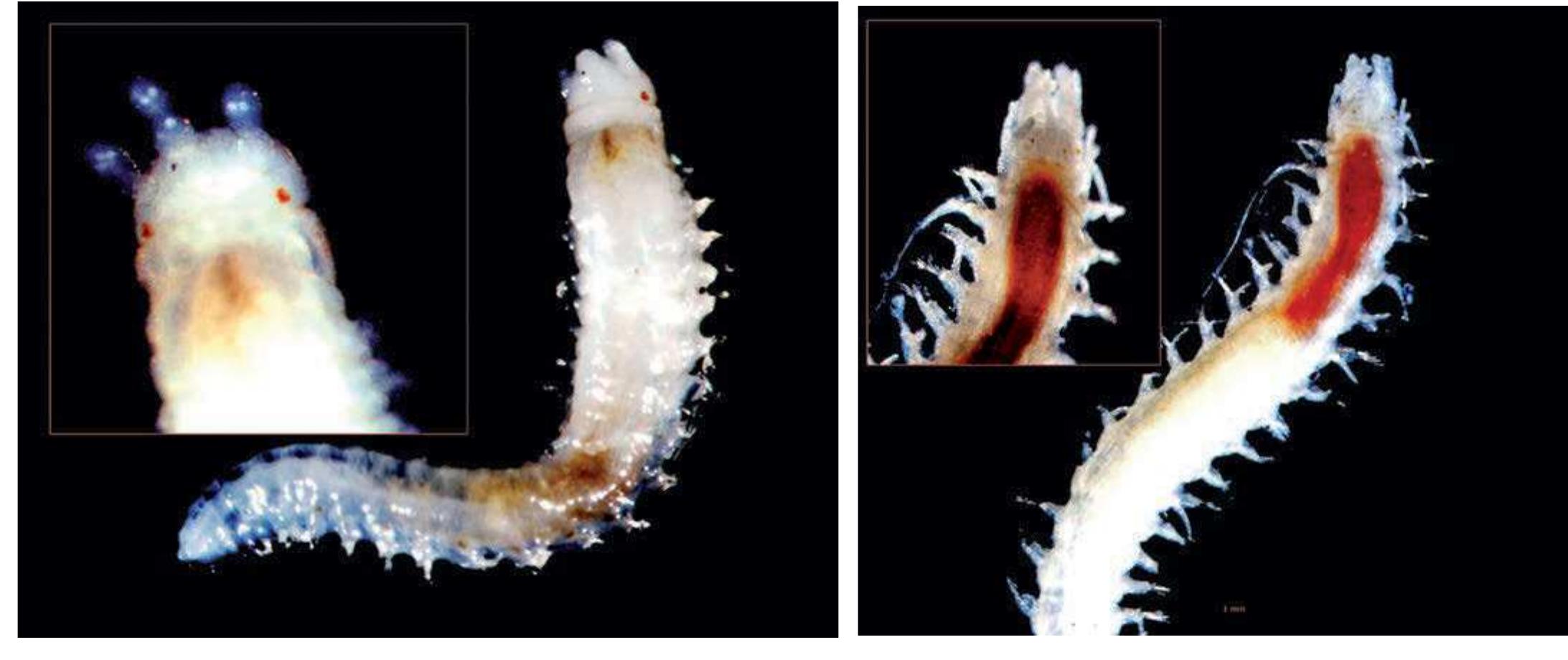 Plate 25 c. sy/lis species in qatar marine sediments.