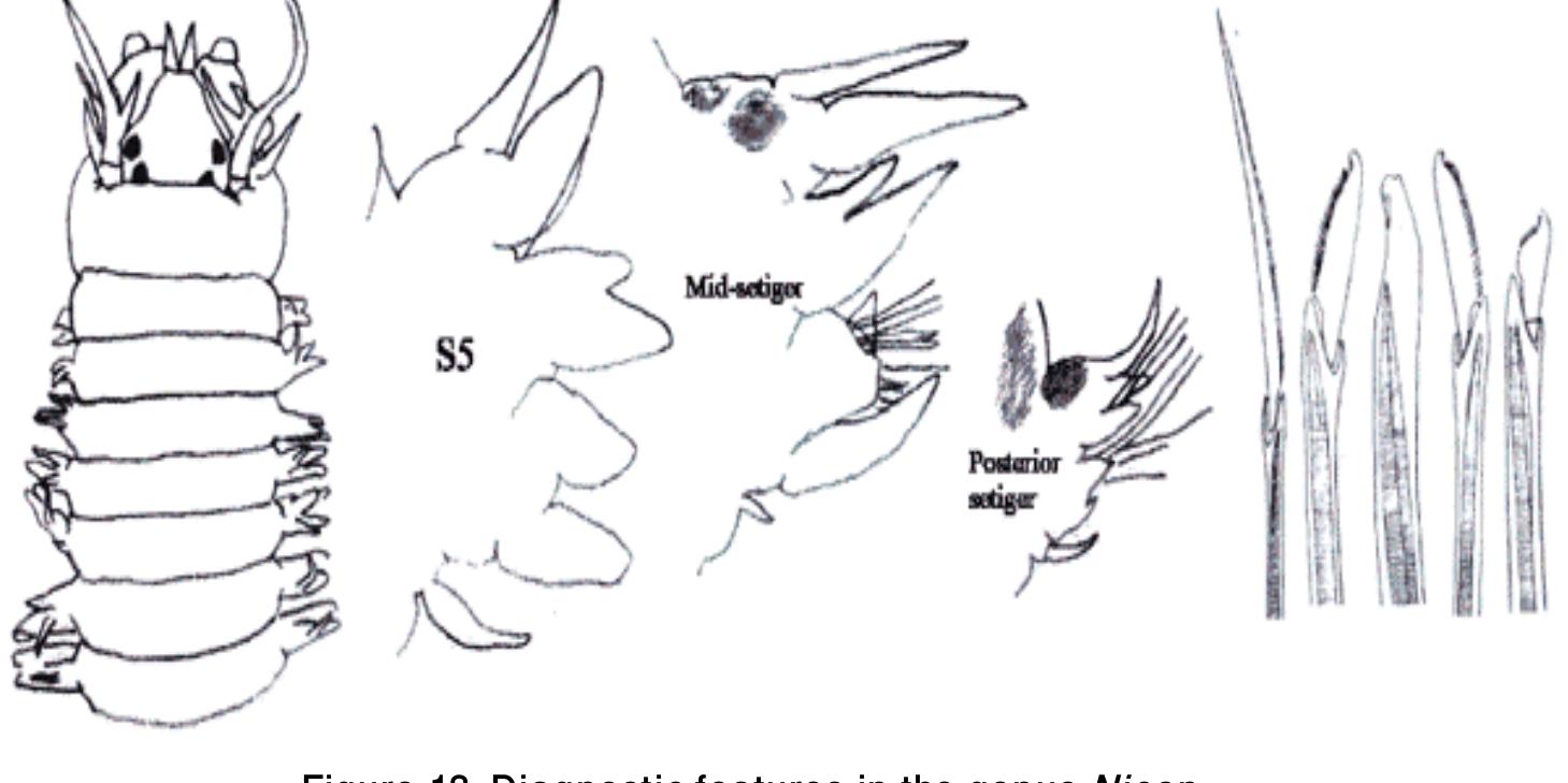Figure 86 - Guide to Polychaetes Annelida in Qatar Marine