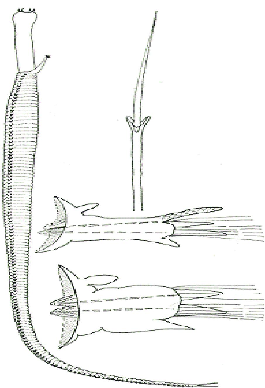 Diagnostic features in the glyceridae an errant polychaete