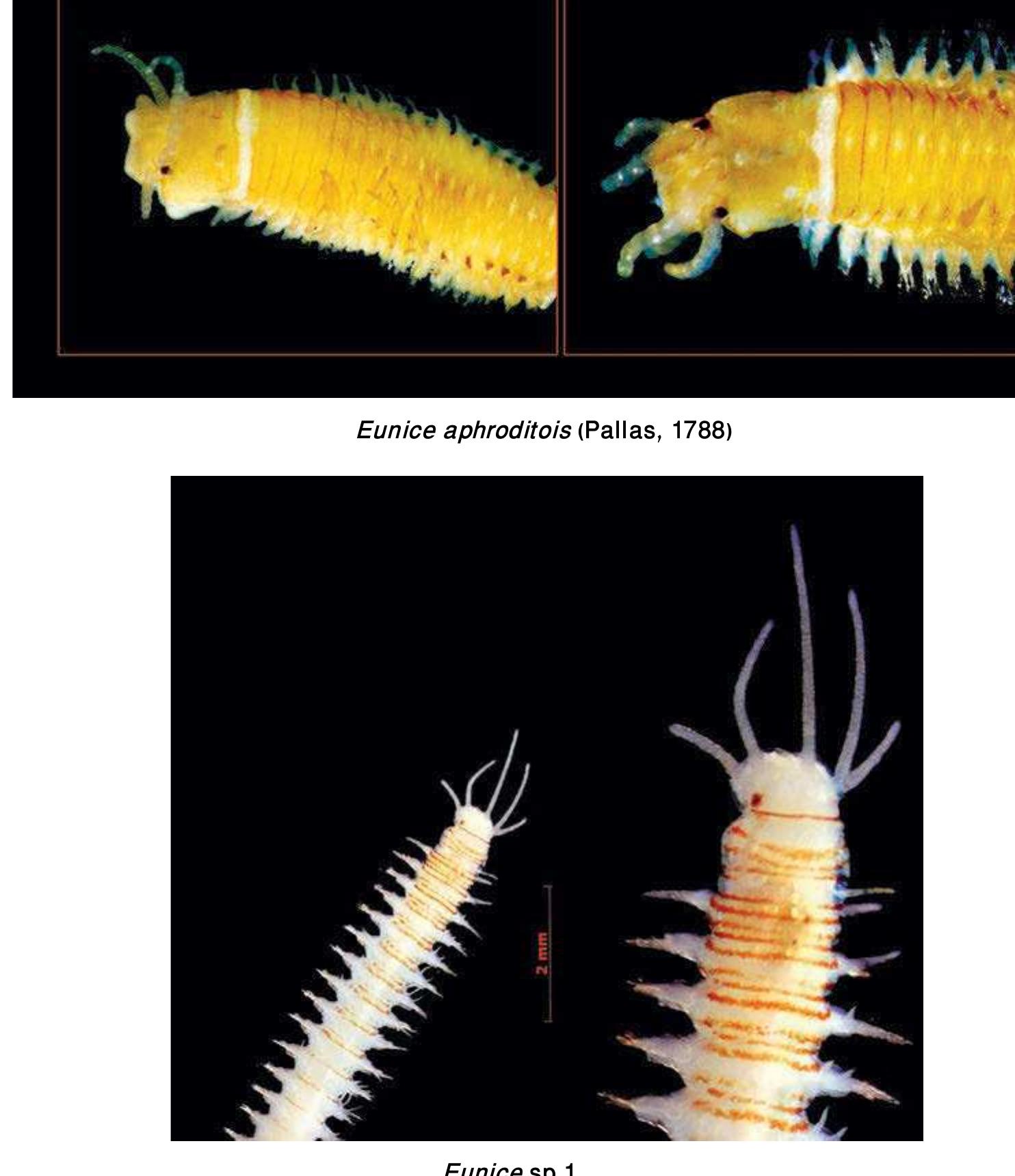 Figure 117 - from Guide to Polychaetes Annelida in Qatar