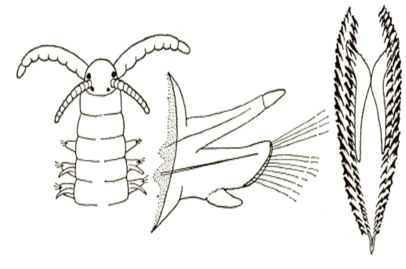 Diagnostic features in the dorvilleidae.