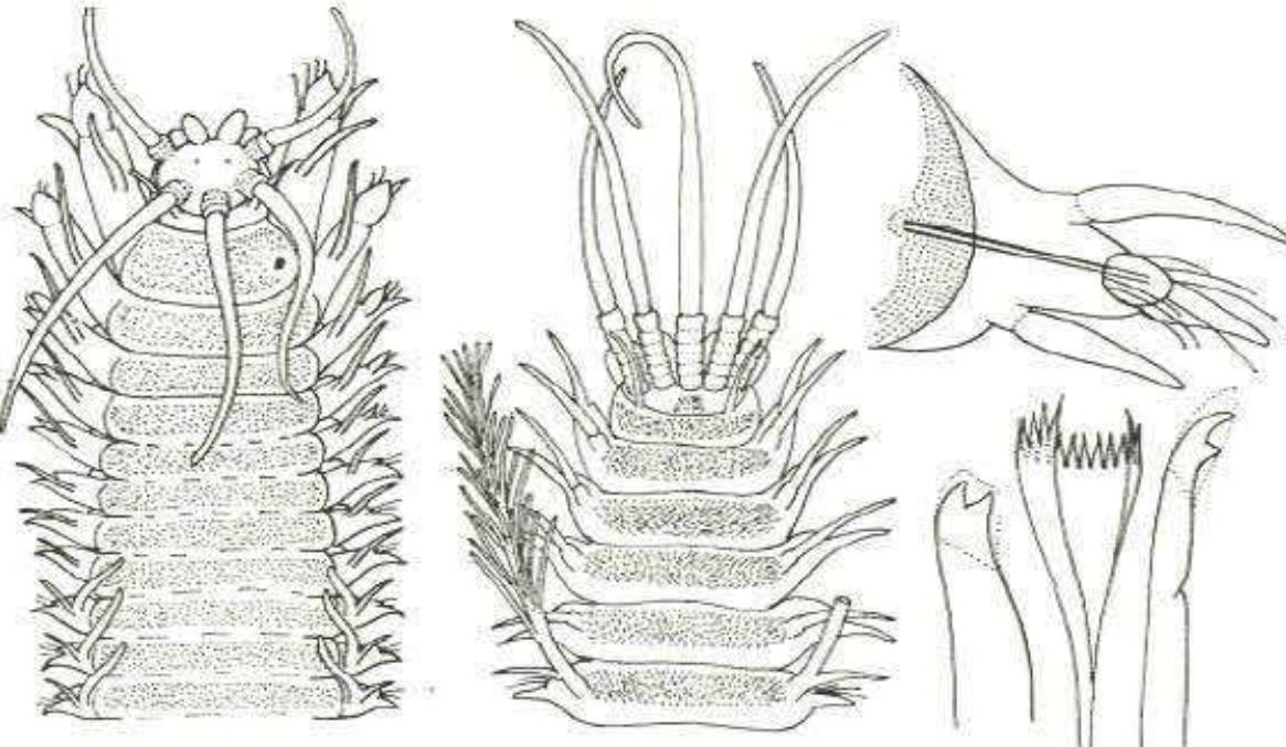 The onuphidae belong to the eunicida-group. they possess 2