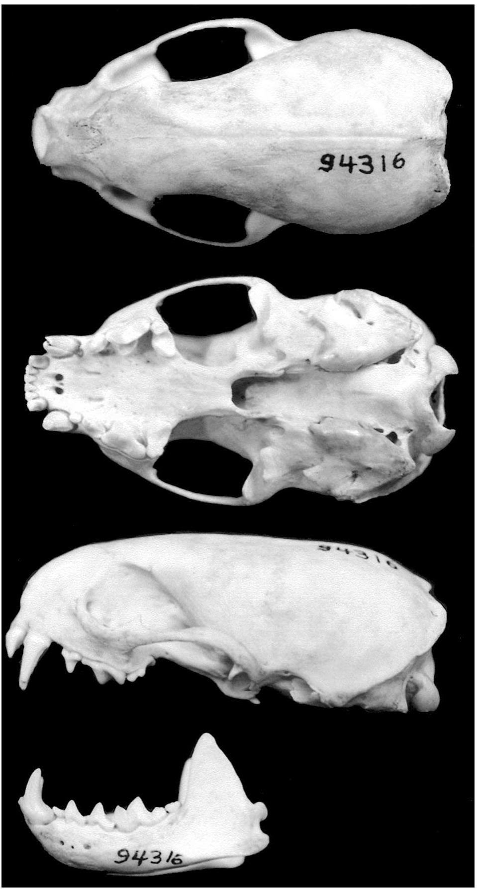 Fic. 2. dorsal, ventral, and lateral views of cranium and
