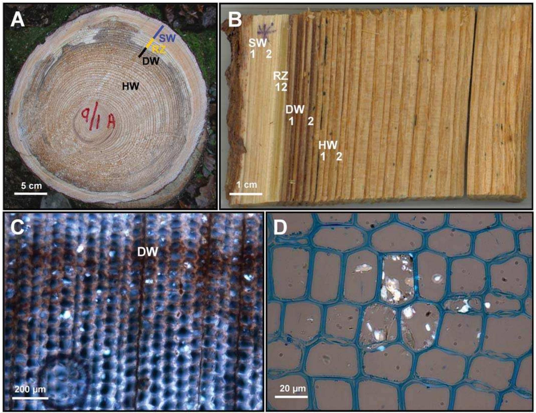 Reaction zone dynamics and anatomical changes occurring in