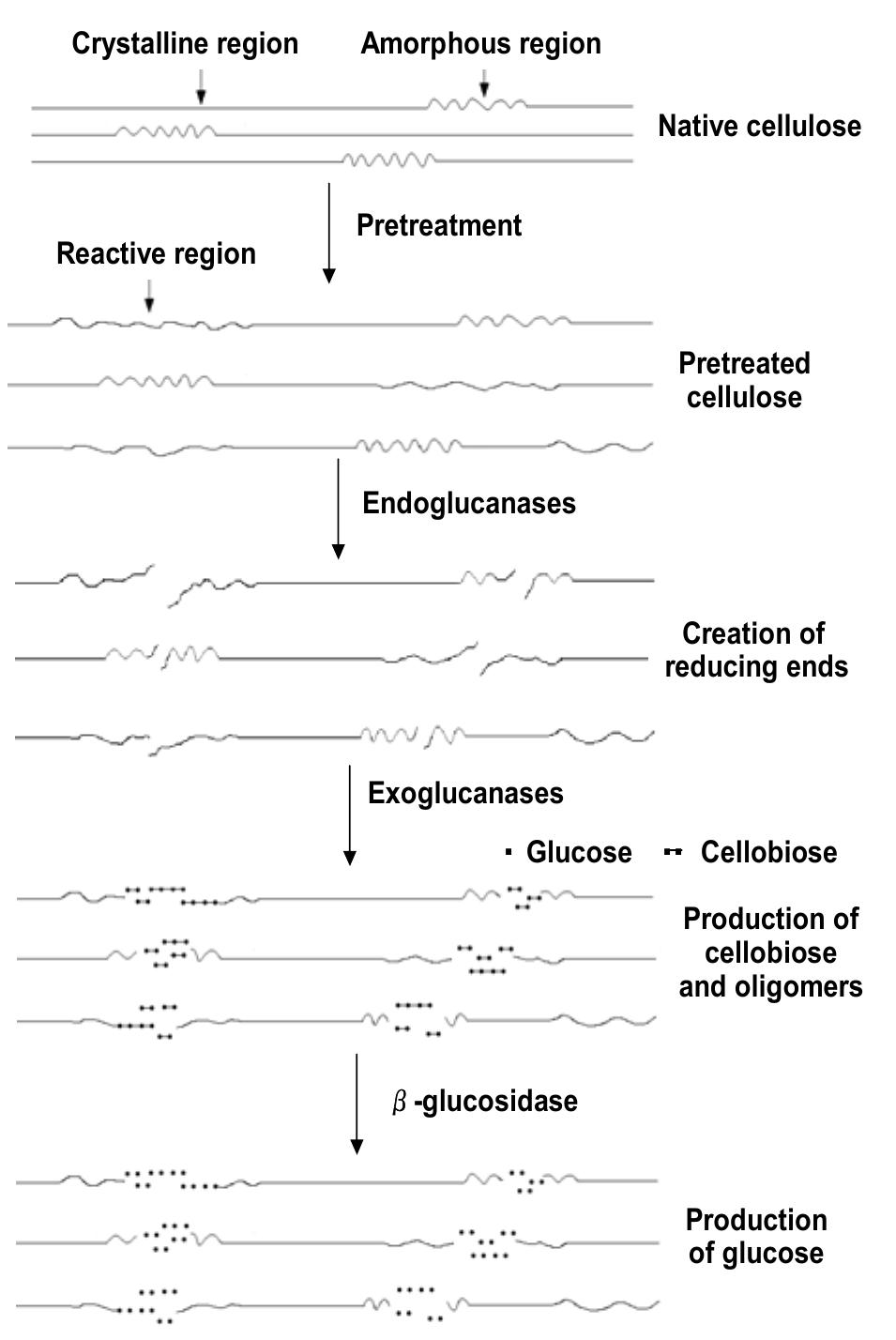Schematic presentation of hydrolysis of cellulose to glucose