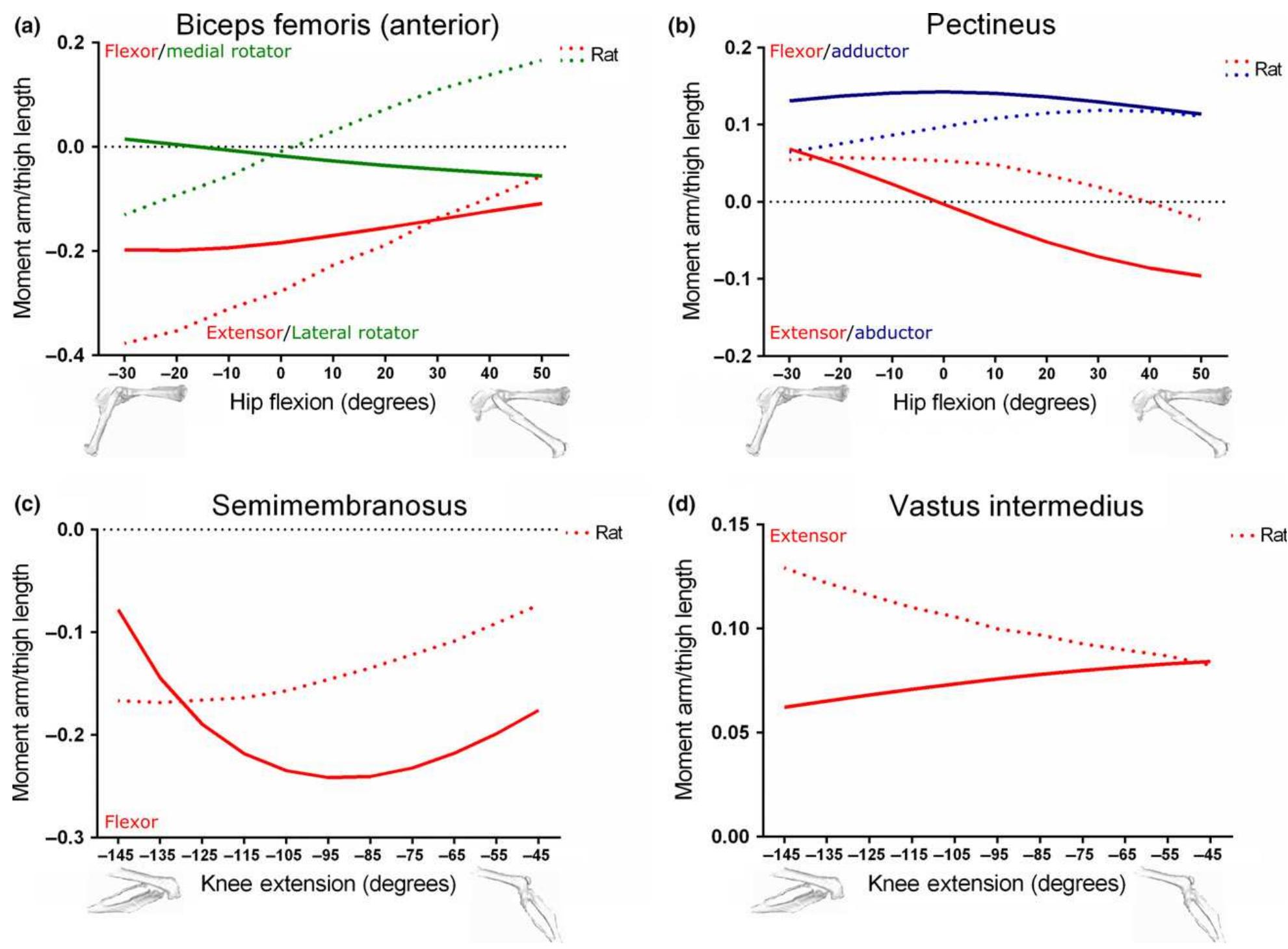 Comparison between moment arms of the biceps femoris